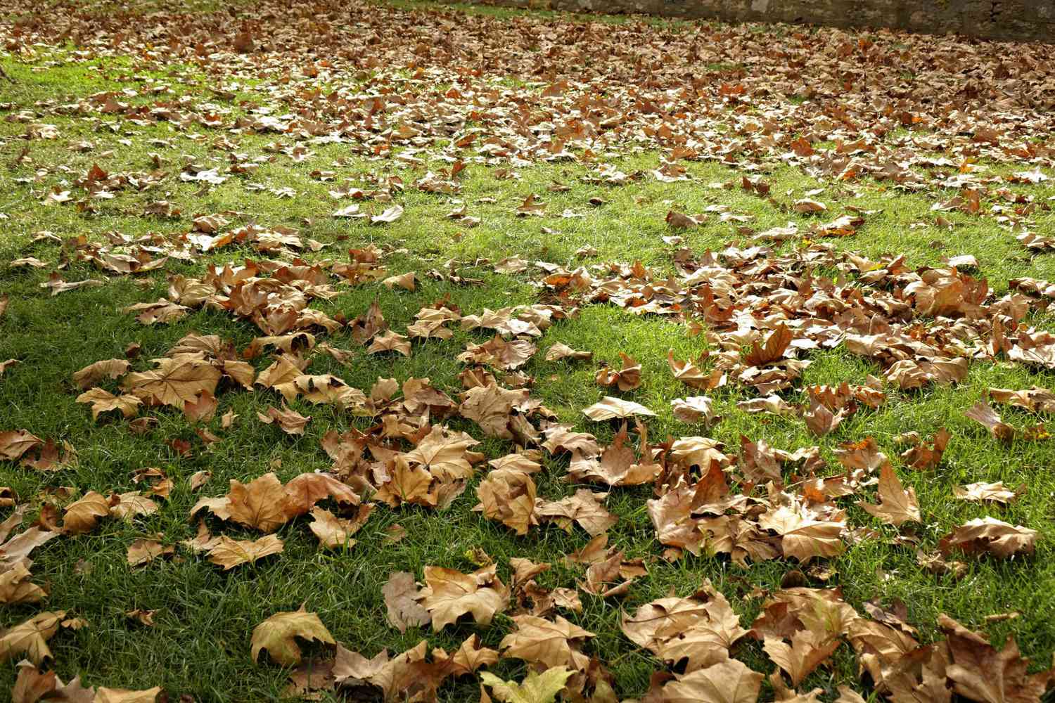 5 Benefits Of Spring Leaf Cleanup For Your Lawn - Paradise Property ...